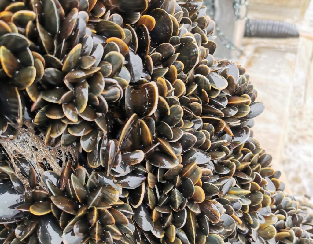Mosselen - Premier Seafarmers by Nature